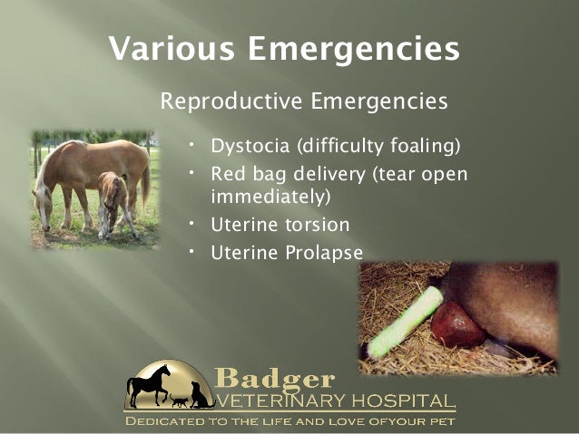 Common Equine Emergencies