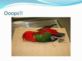 Emergency and critical care of birds | PPT