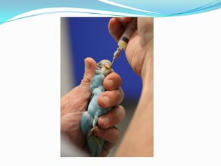 Emergency and critical care of birds | PPT