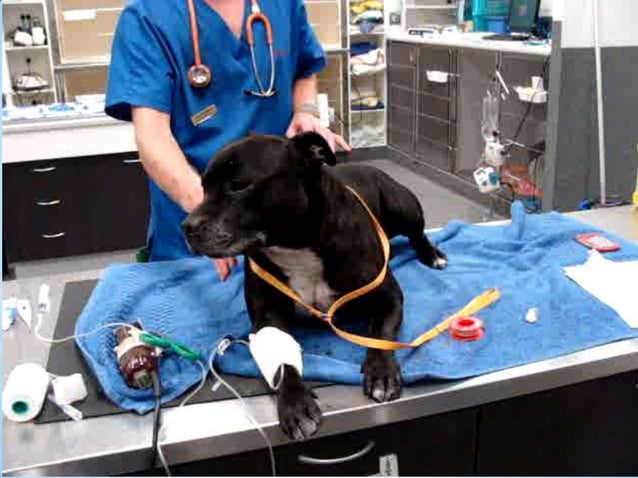 Emergency and critical care veterinarian | PPTX | Veterinary Medicine ...