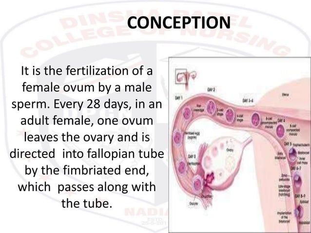 Emergency and terminal contraception | PPSX | Pregnancy | Reproductive ...