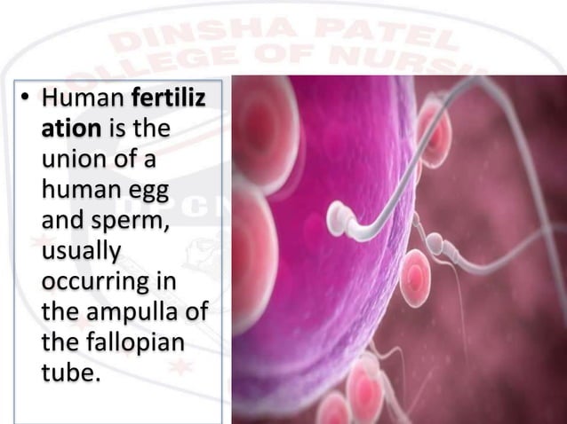 Emergency and terminal contraception | PPSX | Pregnancy | Reproductive ...