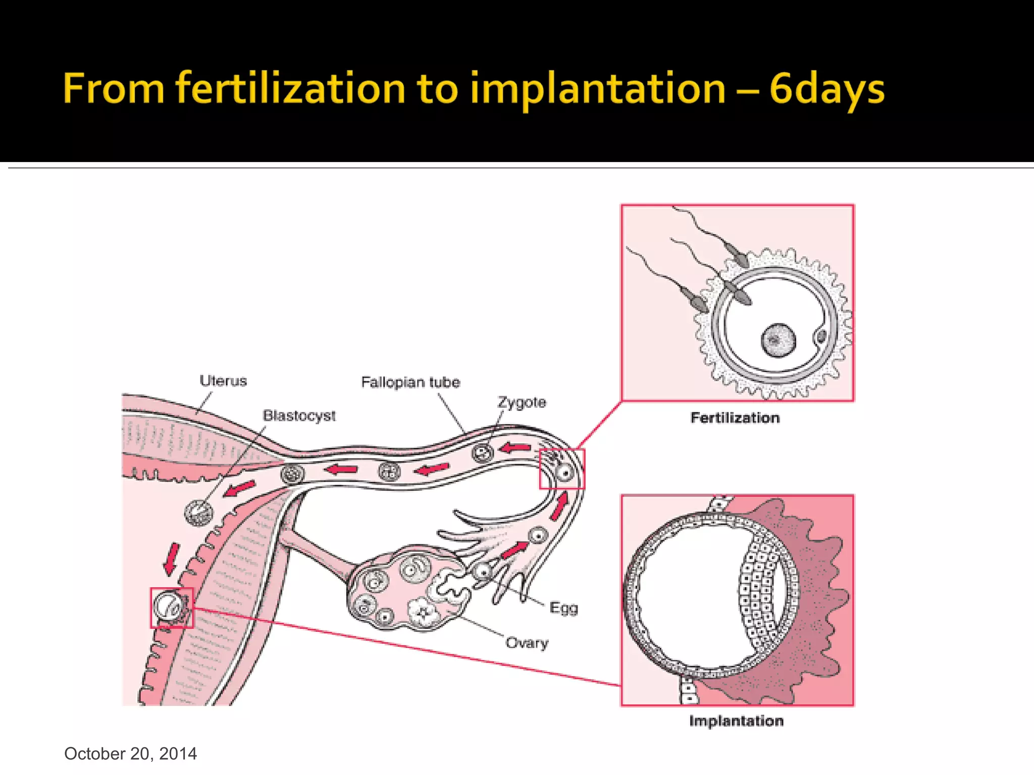 Emergency contraception | PPT
