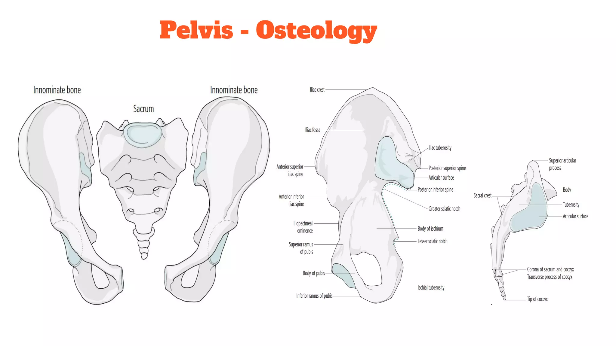 Emergency Management of Hip Dislocations & Pelvic Fractures.pdf
