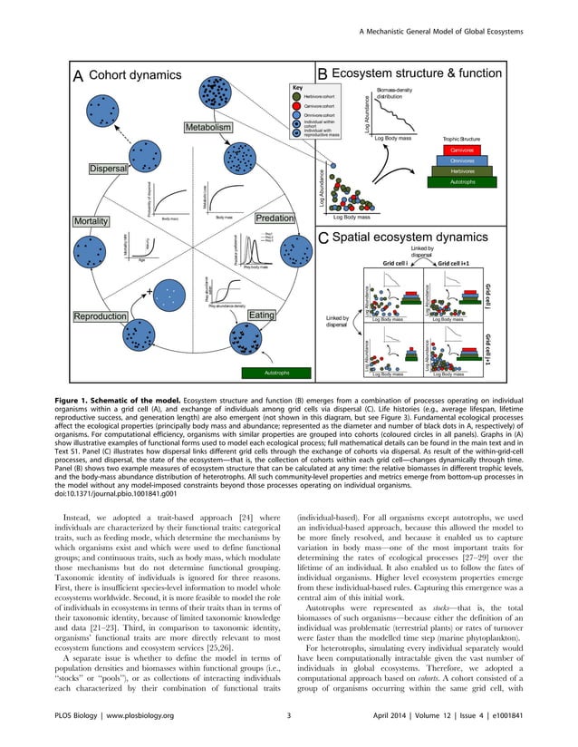 Emergent global patterns_of_ecosystem_structure_and_function_form_a_mechanistic_general ...