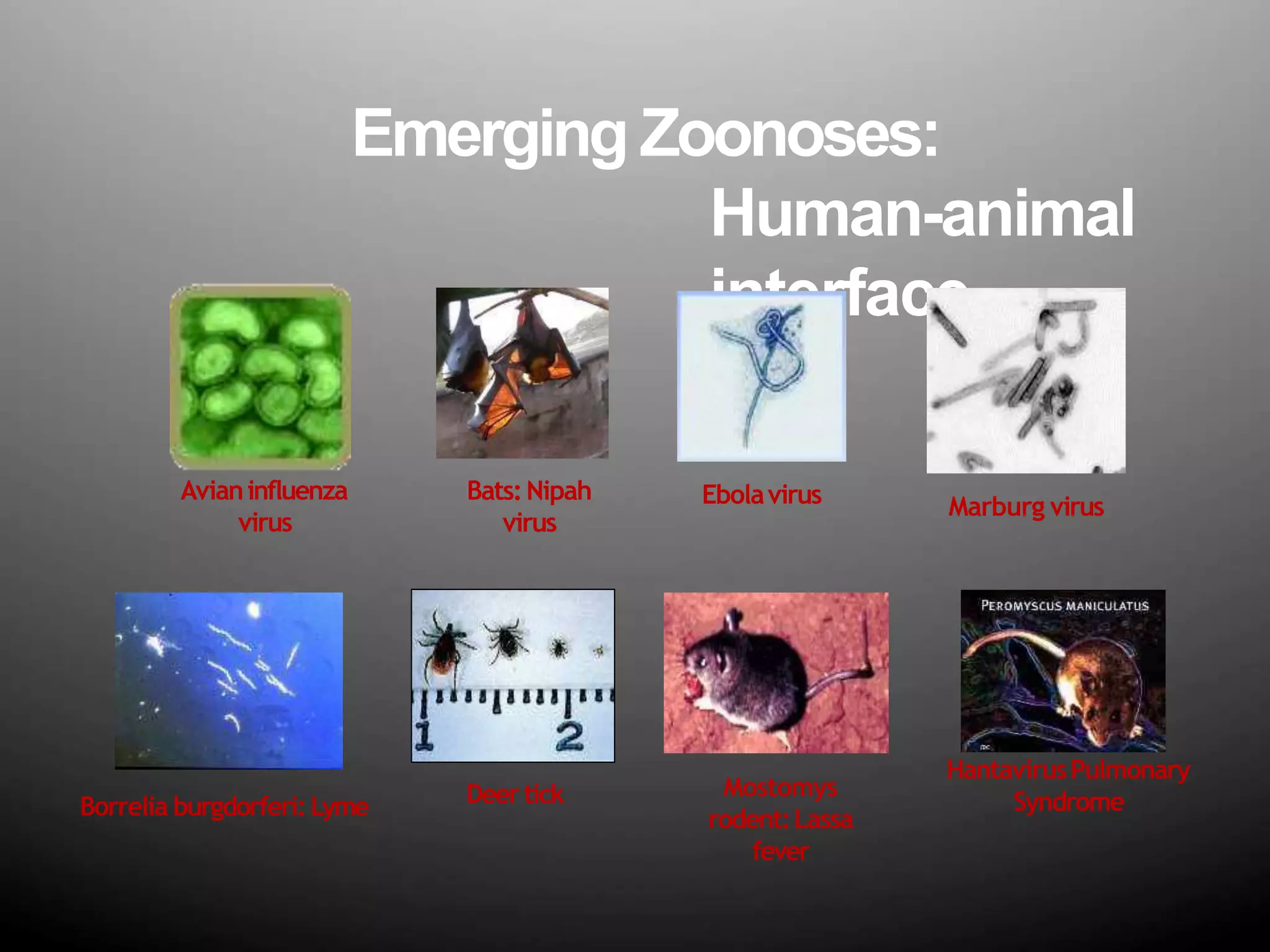 Emerging and re emerging infections | PPTX