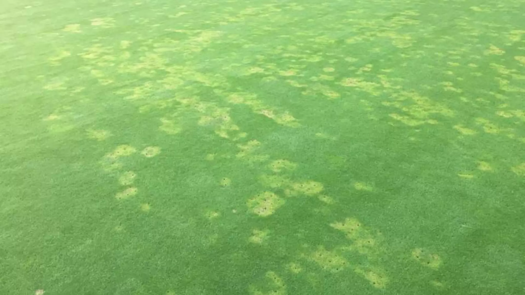 Pythium Patch Outbreaks | PPTX