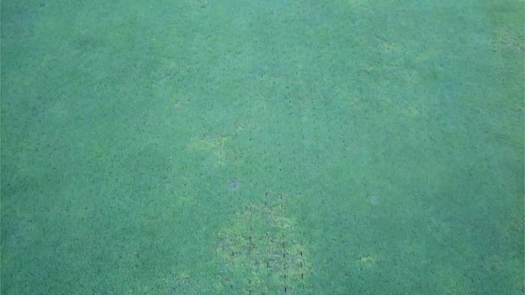 Pythium Patch Outbreaks | PPTX