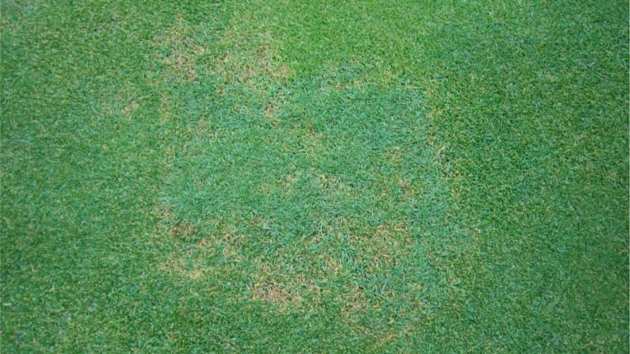 Pythium Patch Outbreaks | PPTX