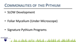Pythium Patch Outbreaks | PPTX | Gardening | Home & Garden