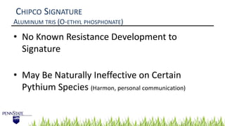 Pythium Patch Outbreaks | PPTX | Gardening | Home & Garden