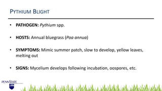 Pythium Patch Outbreaks | PPTX | Gardening | Home & Garden