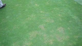 Pythium Patch Outbreaks | PPTX | Gardening | Home & Garden