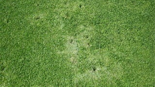 Pythium Patch Outbreaks | PPTX | Gardening | Home & Garden