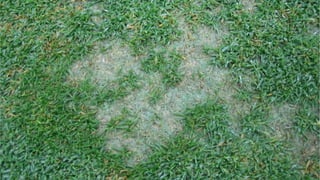 Pythium Patch Outbreaks | PPTX | Gardening | Home & Garden