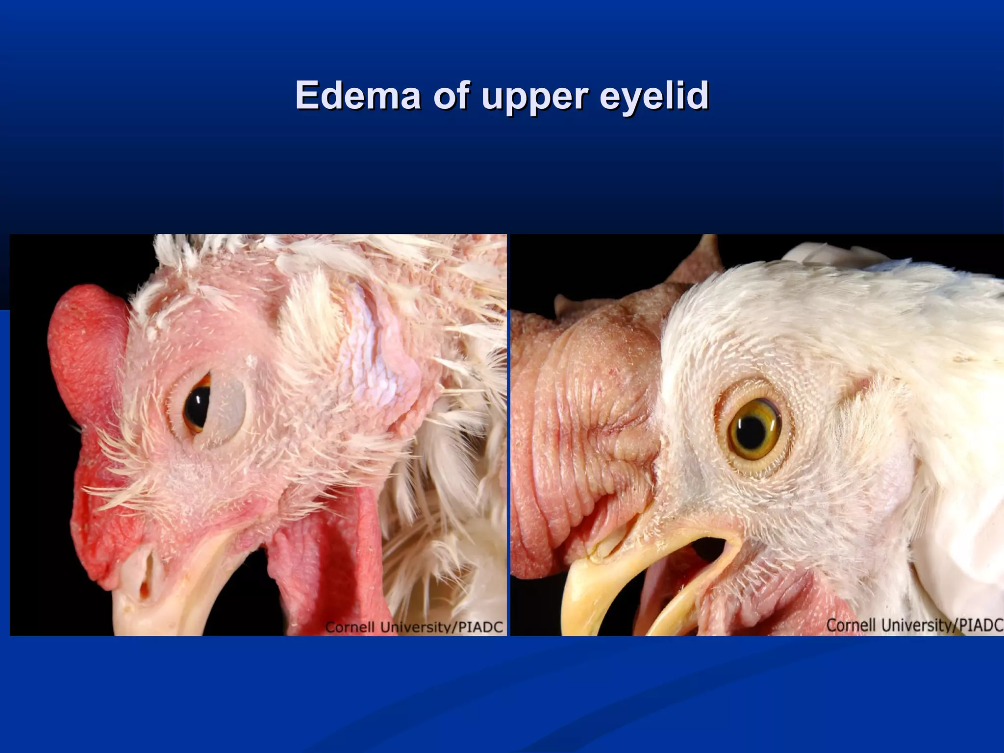 Emerging diseases in layer chicken | PPT