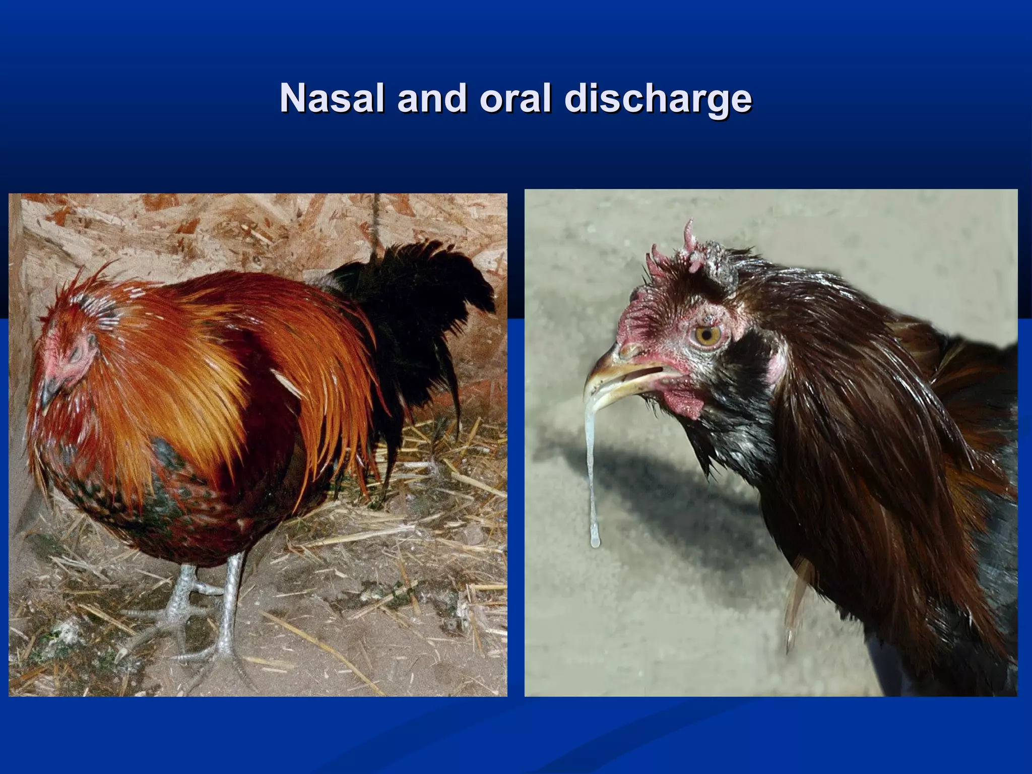 Emerging diseases in layer chicken | PPT
