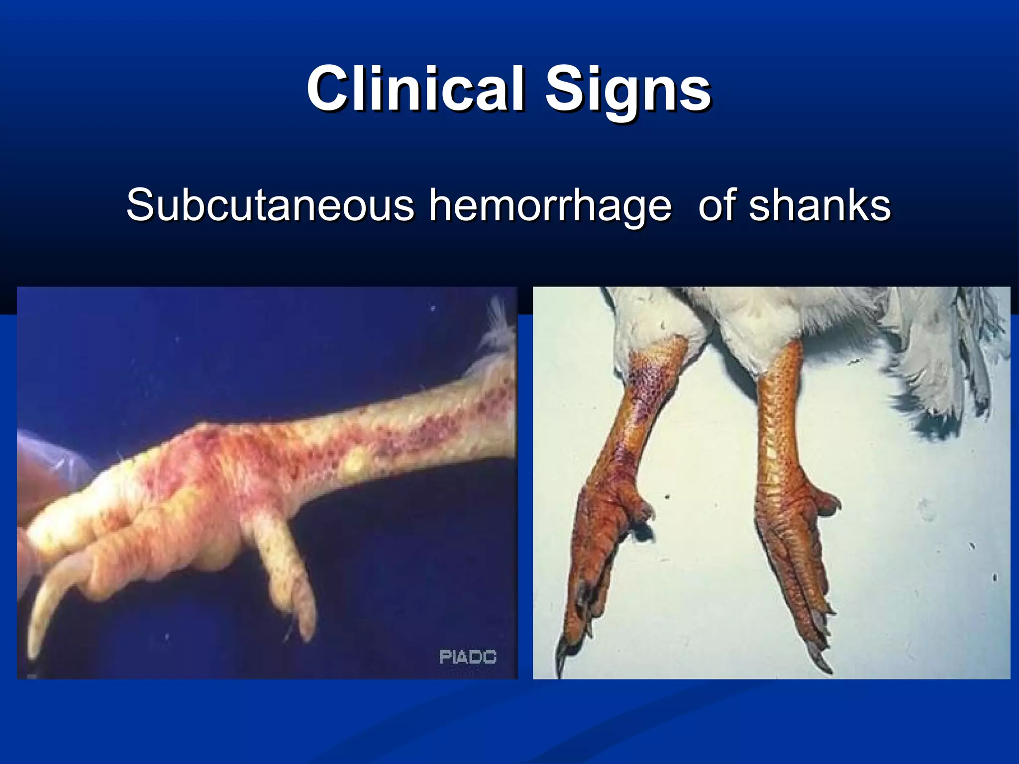 Emerging diseases in layer chicken | PPT