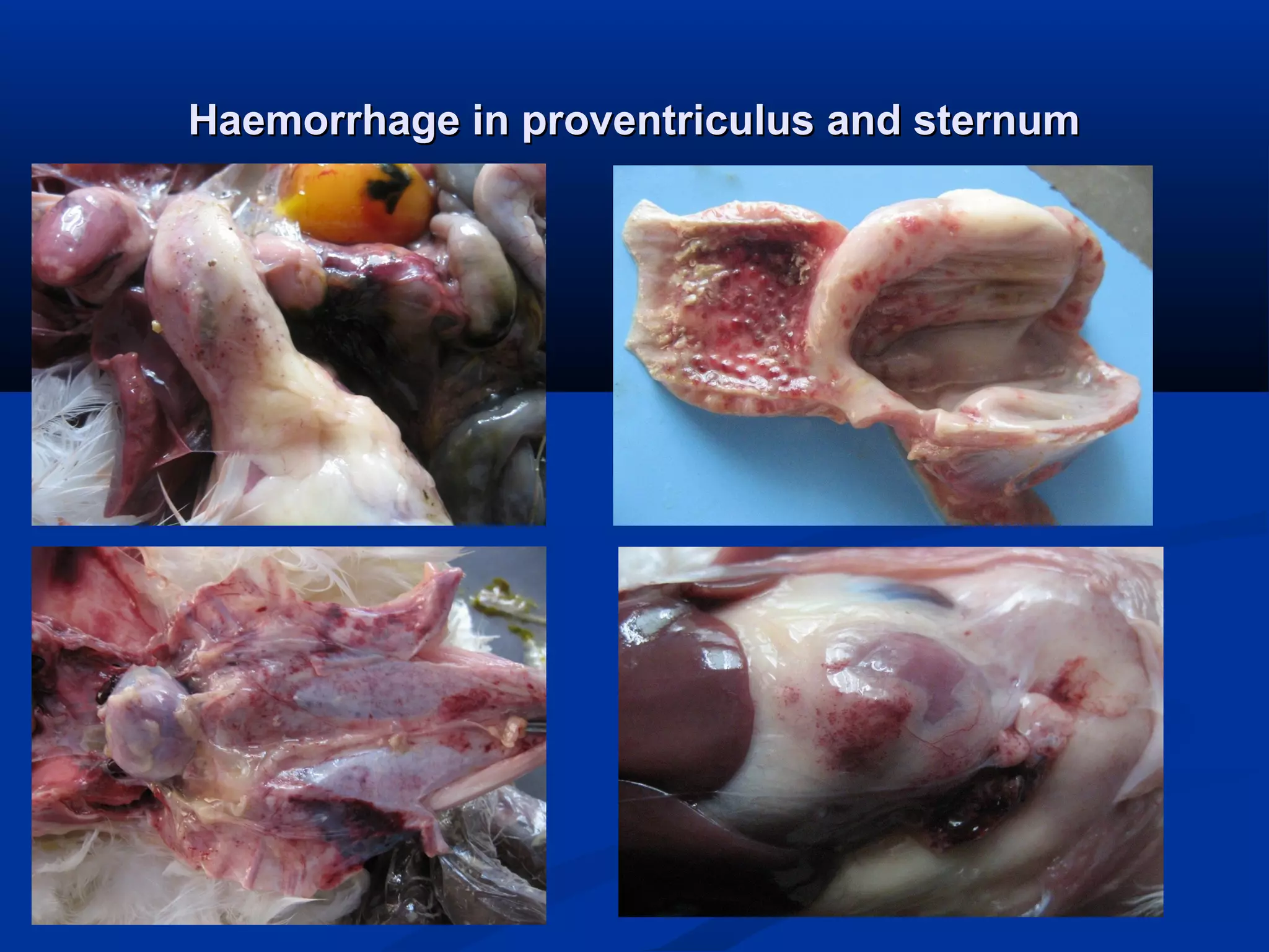 Emerging diseases in layer chicken | PPT