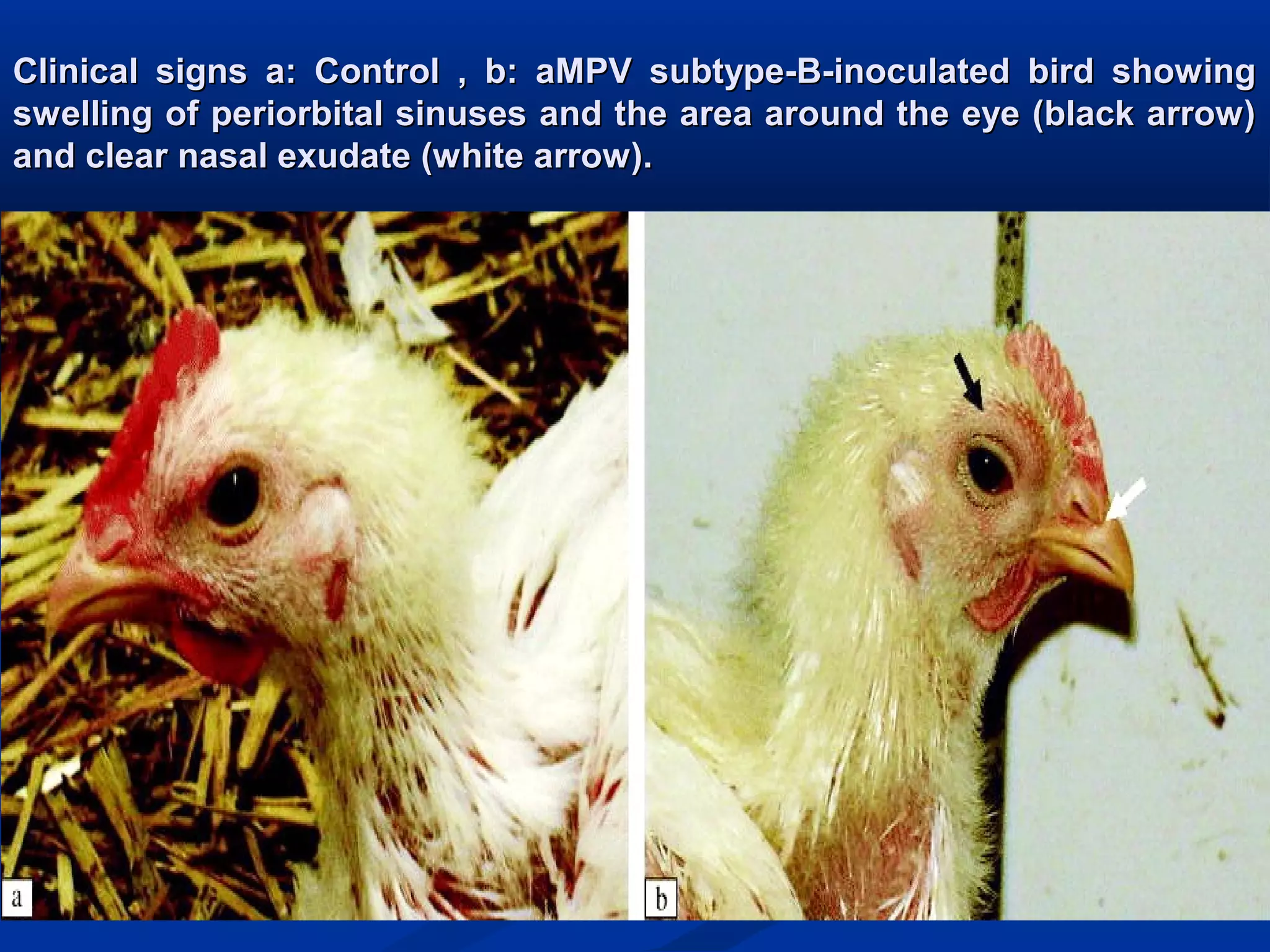 Emerging diseases in layer chicken | PPT