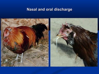 Emerging diseases in layer chicken | PPT