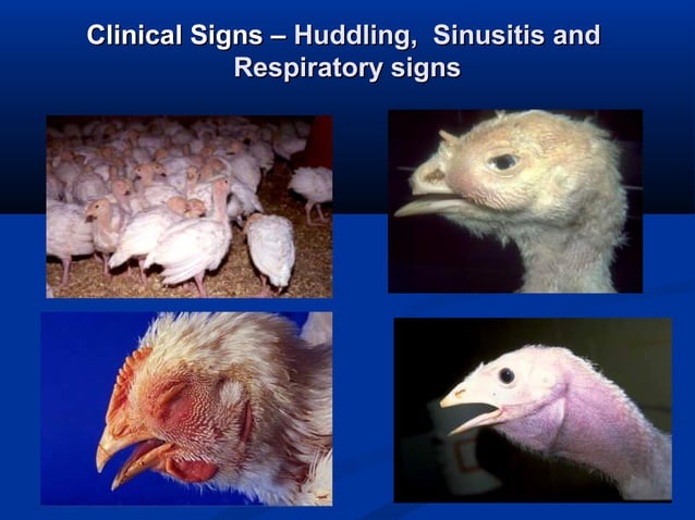 Emerging diseases in layer chicken | PPT
