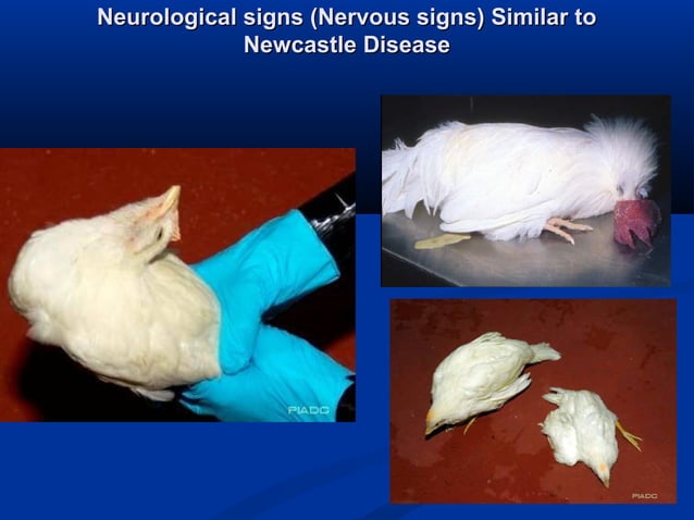 Emerging diseases in layer chicken | PPT