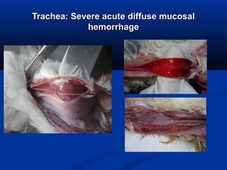 Emerging diseases in layer chicken | PPT