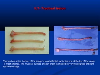 Emerging diseases in layer chicken | PPT