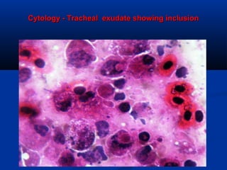 Emerging diseases in layer chicken | PPT