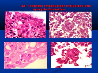Emerging diseases in layer chicken | PPT