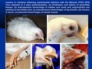 Emerging diseases in layer chicken | PPT