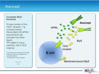 Emerging MOAs in lupus | PPT