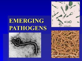 Emerging pathogens | PPT