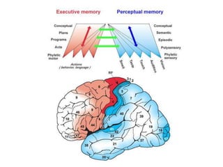 Subvocalization -- Towards Hearing the Inner Thoughts of Developers | PPT