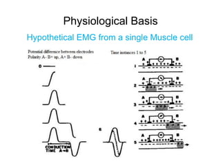 EMG Lecture 10-1-2015.ppt electromyography | PPT