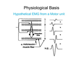 EMG Lecture 10-1-2015.ppt electromyography | PPT