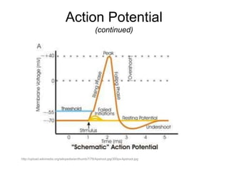 EMG Lecture 10-1-2015.ppt electromyography | PPT