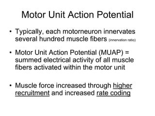 EMG Lecture 10-1-2015.ppt electromyography | PPT