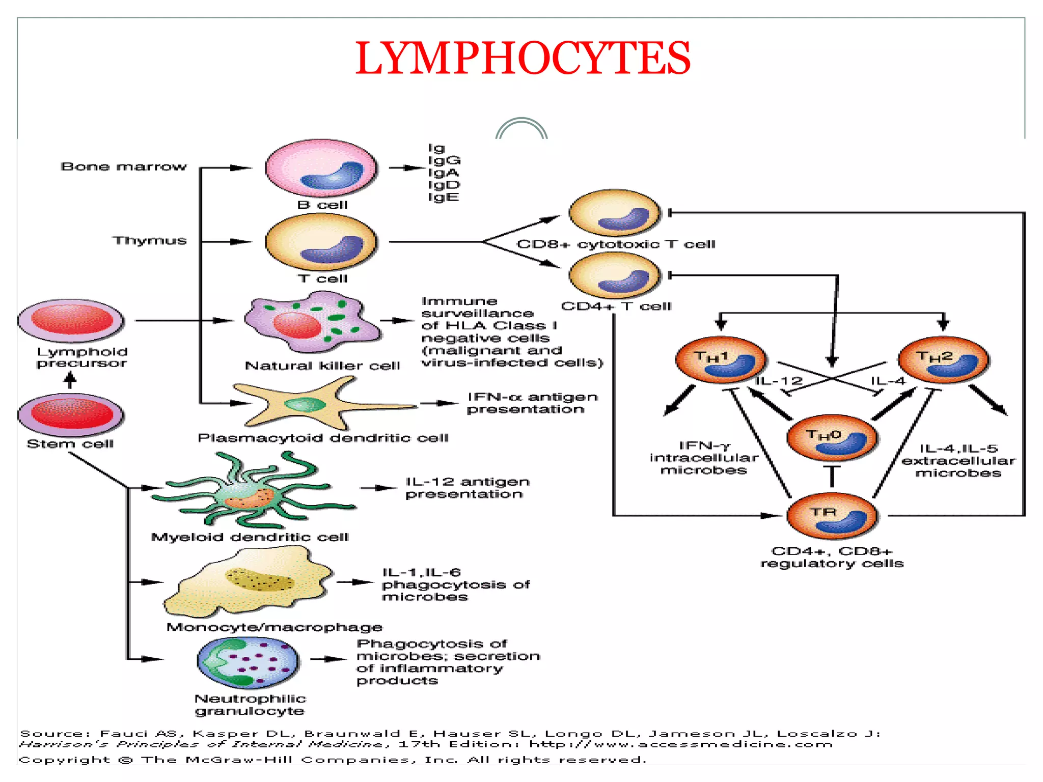 EMH and Bubbleology.pptx