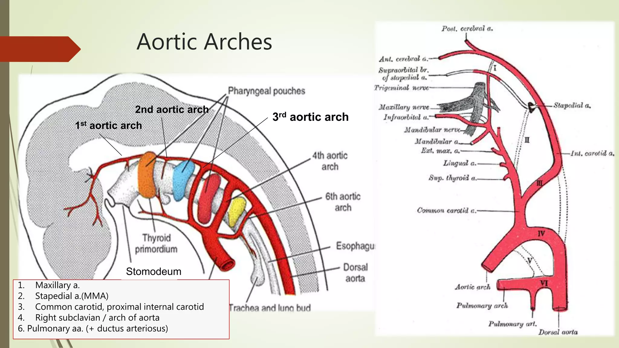 Embryology Head and Neck | PPTX
