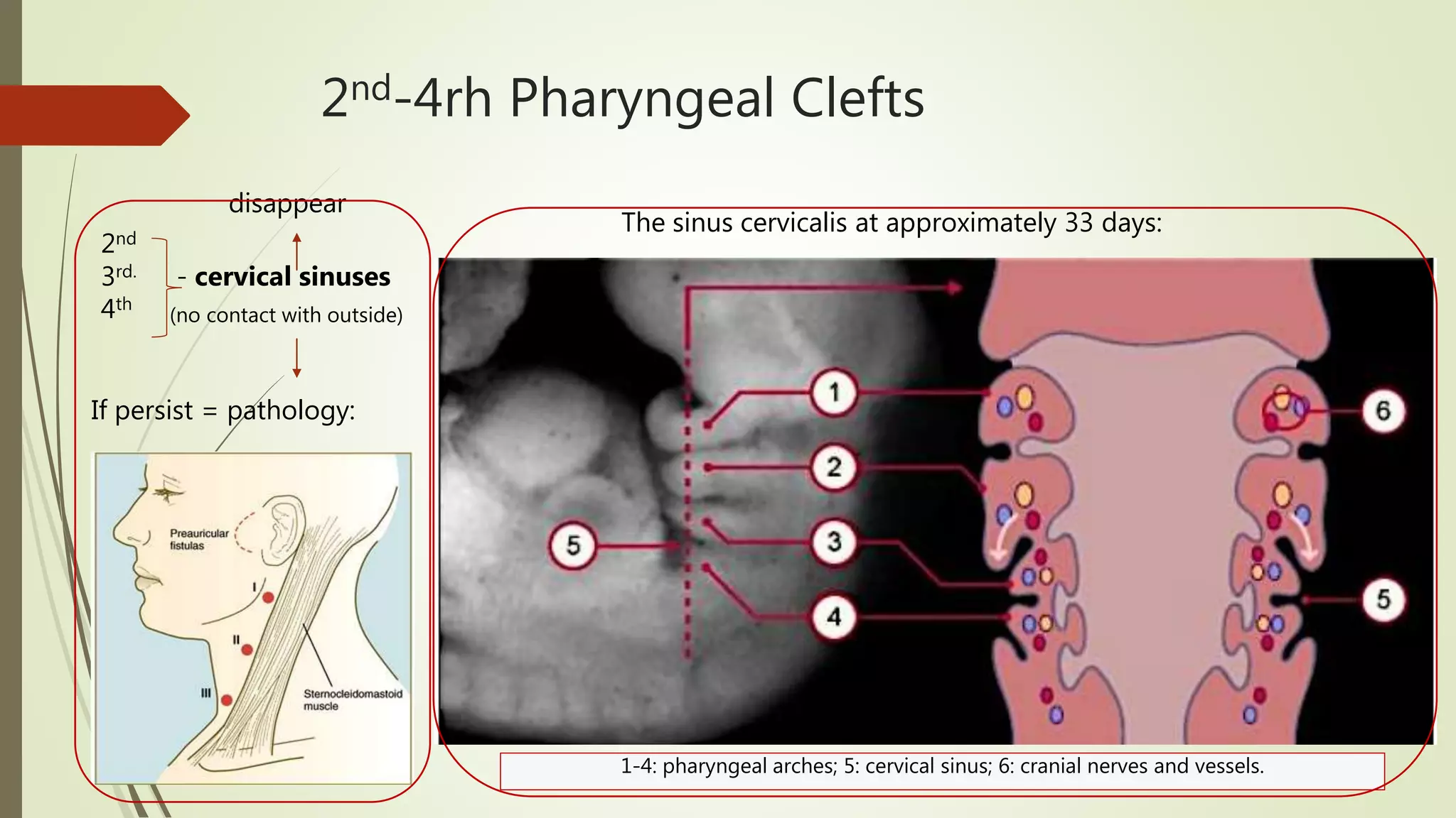 Embryology Head and Neck | PPTX