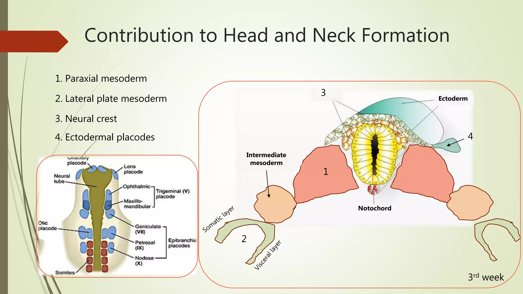 Embryology Head and Neck | PPTX