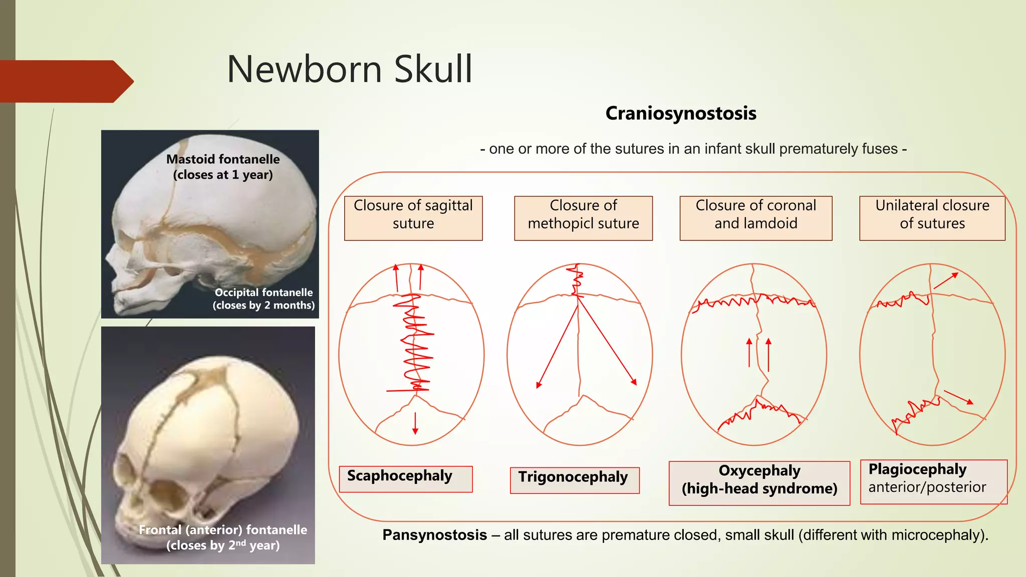 Embryology Head and Neck | PPTX