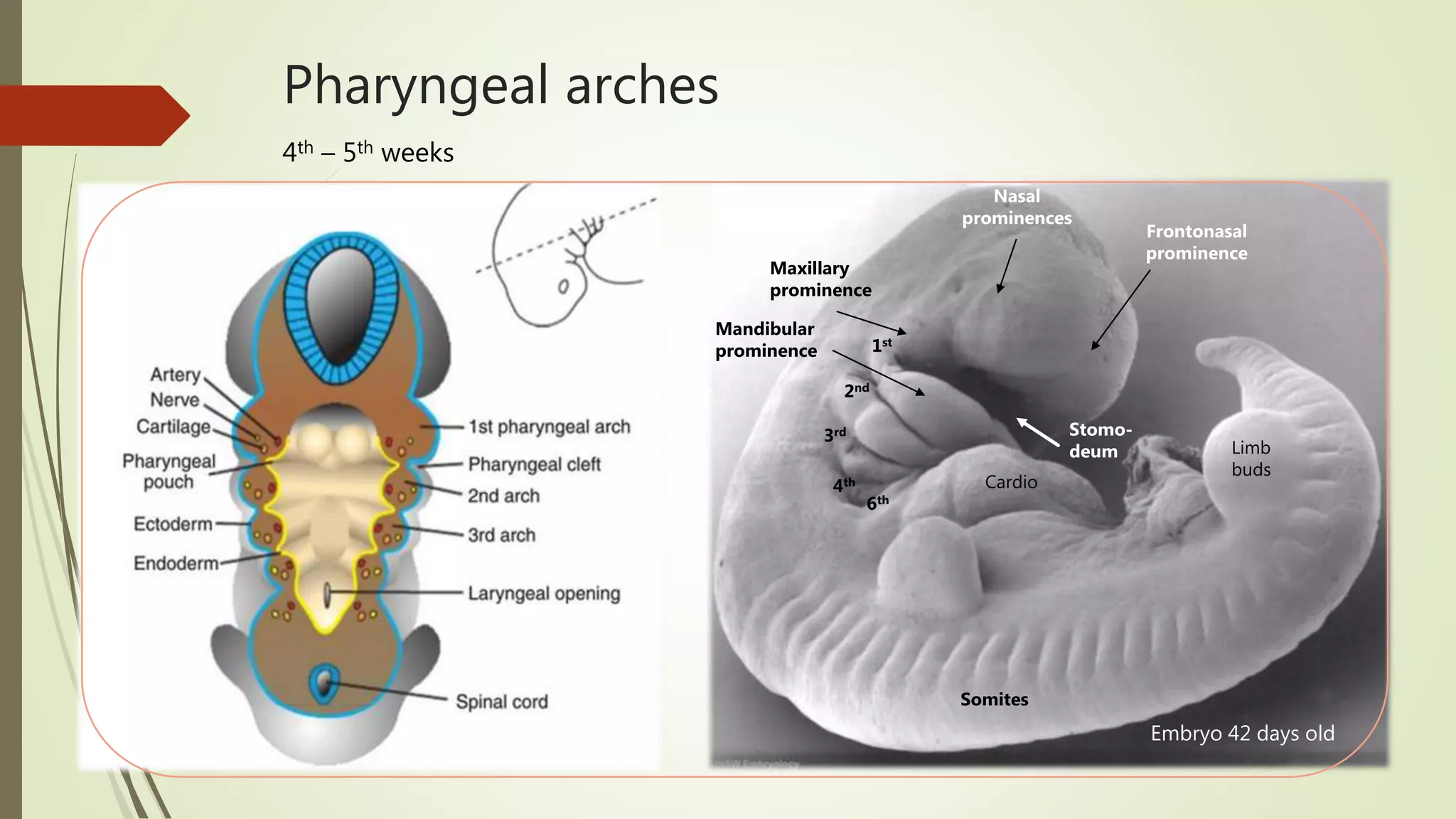 Embryology Head and Neck | PPTX