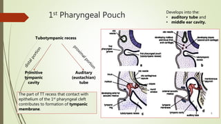 Embryology Head and Neck | PPTX