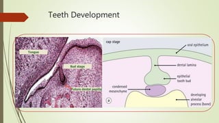 Embryology Head and Neck | PPTX
