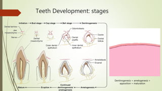 Embryology Head and Neck | PPTX