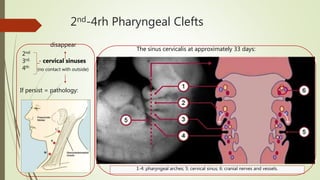 Embryology Head and Neck | PPT
