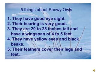 Emily and the Snowy Owl | PPT
